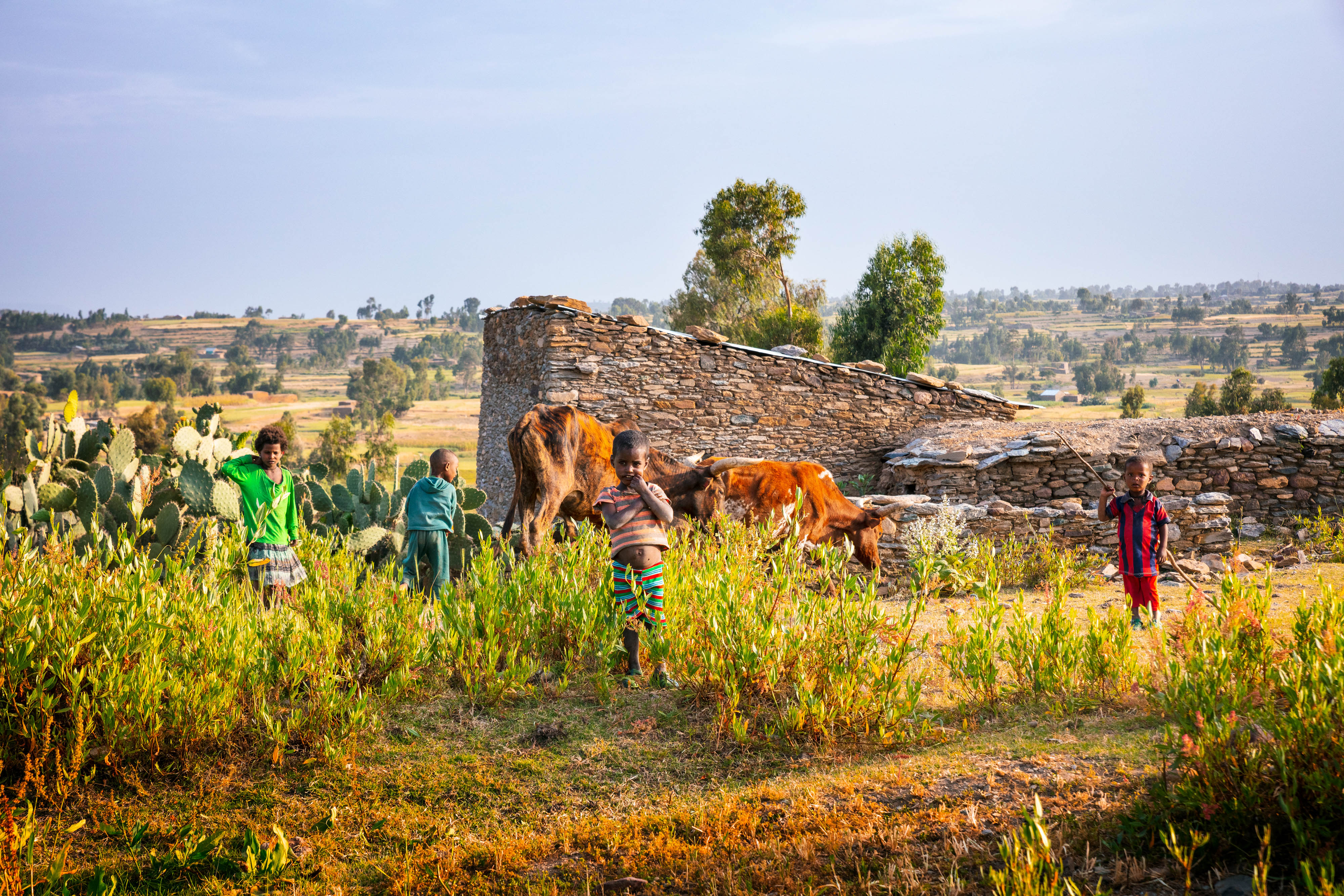 Ethiopian Airlines halts Tigray routes amid fighting | Jetsetter Guide