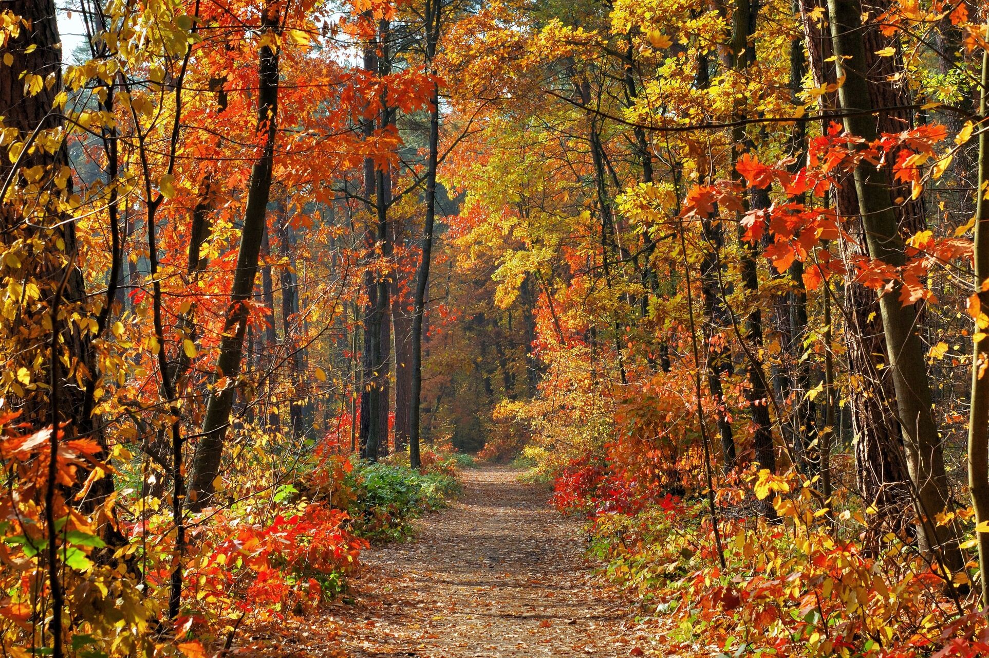 The Symphony of Autumn: Where to See The Best Fall Colors | Jetsetter Guide